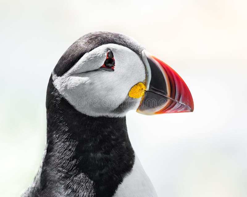 372 Puffin Profile Stock Photos - Free & Royalty-Free Stock Photos from ...