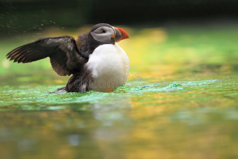 Atlantic puffin stock photo. Image of common, seabird - 37242374