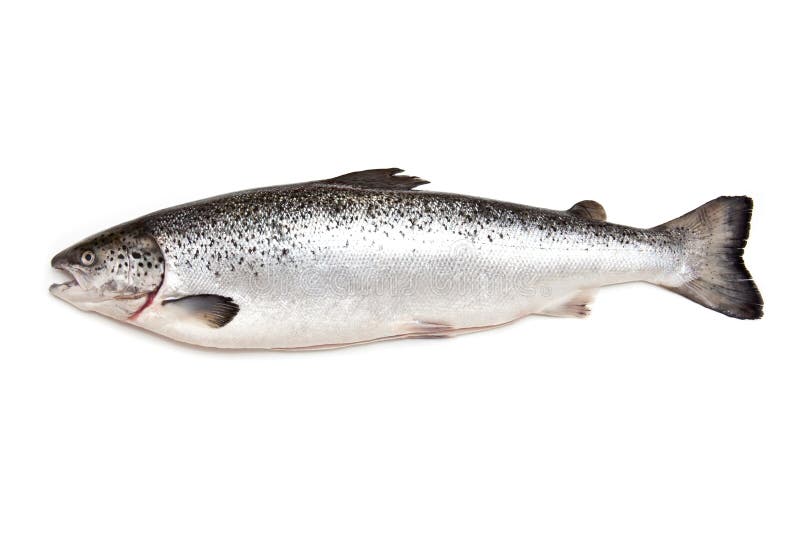 Atlantic Salmon fish stock image. Image of white, seafood - 28467209