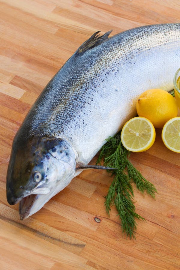 Fisher Holding a Big Atlantic Salmon Fish Stock Image - Image of ...