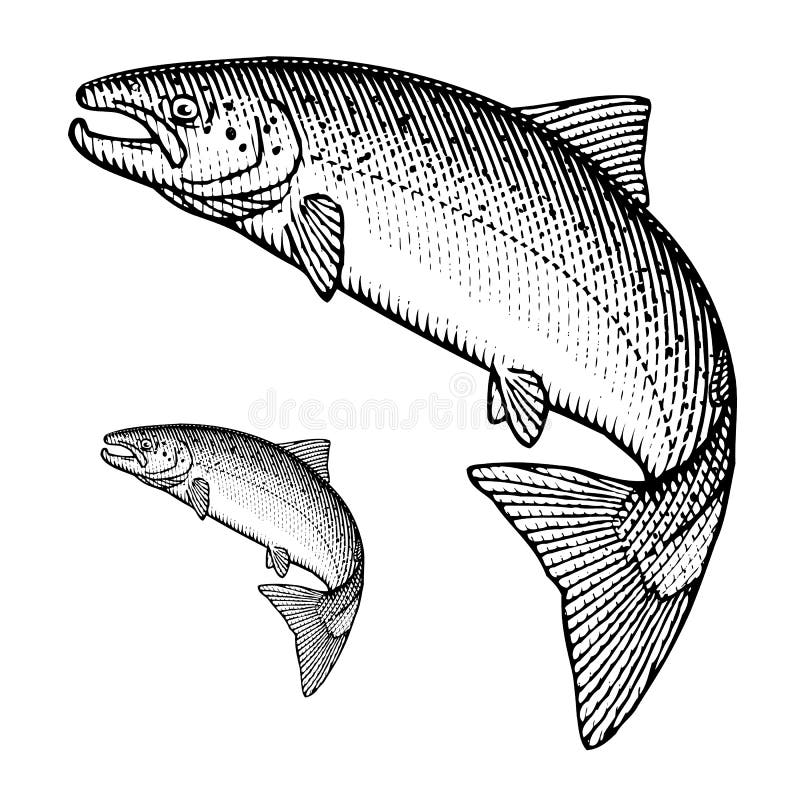 Atlantic Salmon Cuts Diagram Stock Vector - Illustration of food ...