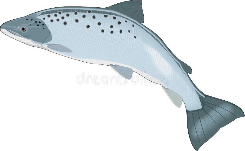 Atlantic Salmon Illustration Stock Vector - Illustration of atlantic ...