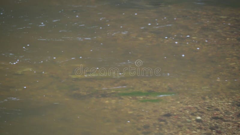 Atlantic Salmon Spawning in Shallow River Stream. Fish Nesting in Fresh ...
