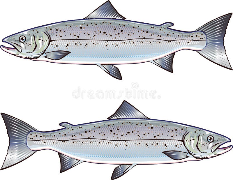 Atlantic Salmon Vector Art Illustration Stock Vector - Illustration of ...
