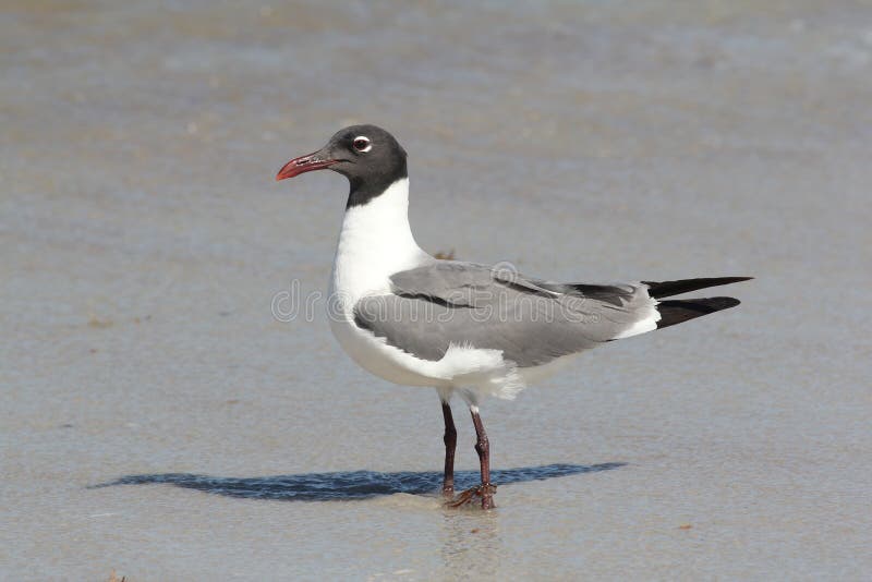 Atlantic seagul closeup stock photo. Image of landscape - 25418790