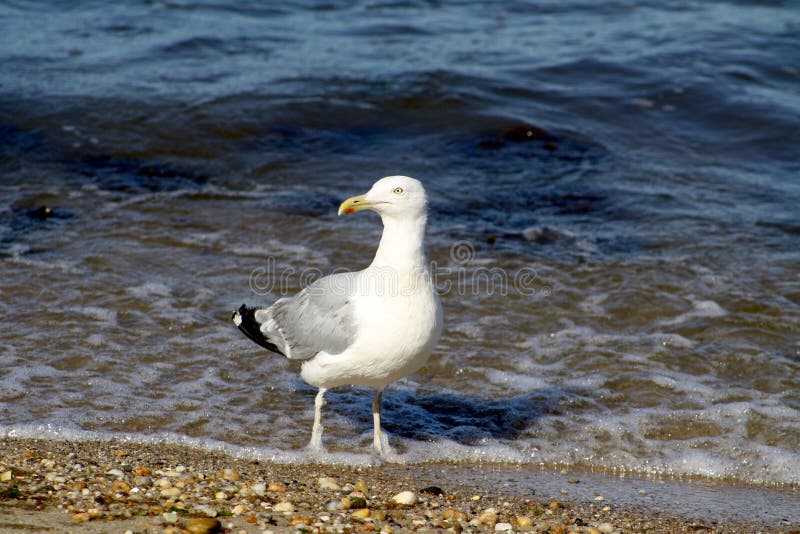 Herring Gull Atlantic Seagull on Gardiners Bay Stock Image - Image of ...