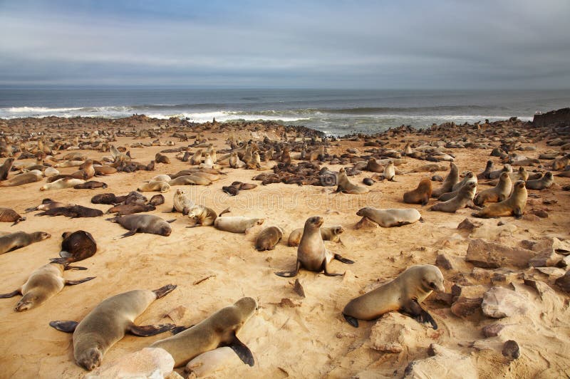 Atlantic seals stock photo. Image of colony, nature, cliff - 5134266