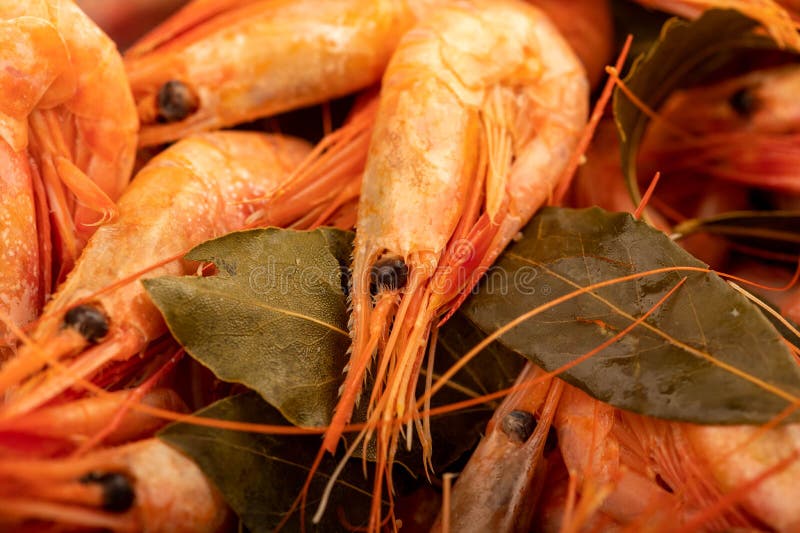 Atlantic Shrimp Cooked with Allspice and Bay Leaf Close-up, Surface ...