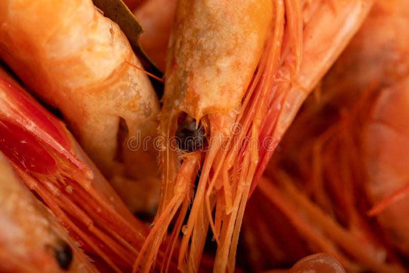 Atlantic Shrimp Boat stock photo. Image of seafood, america - 1998688