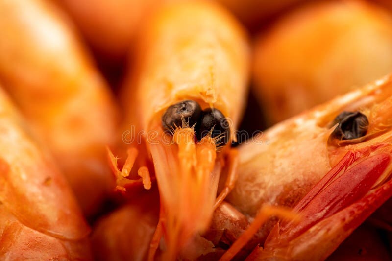 Atlantic Shrimp Boat stock photo. Image of seafood, america - 1998688