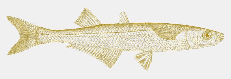 Atlantic Silverside Menidia, Marine Fish from the West Atlantic Ocean ...