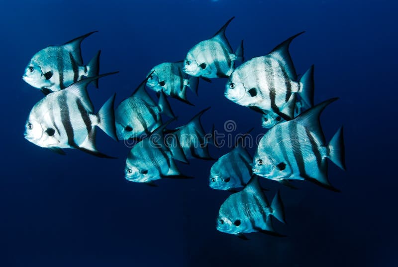 Atlantic Spade Fish Swimming Stock Photo - Image of wildlife, deep ...