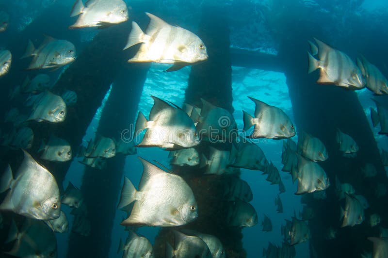 Atlantic Spadefish stock photo. Image of water, pacific - 17486744