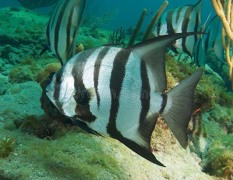 Atlantic Spadefish stock photo. Image of fins, atlantic - 17501020