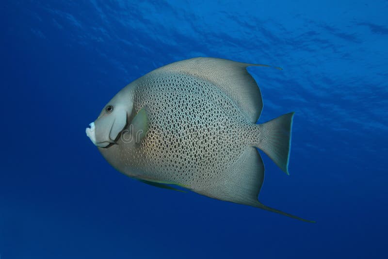 Atlantic Spadefish stock photo. Image of abstract, scuba - 5808056