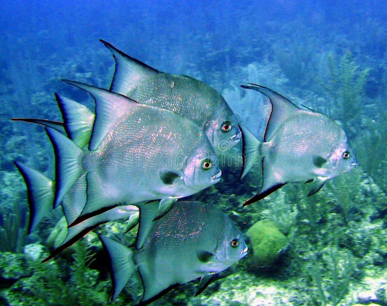 Atlantic Spadefish stock photo. Image of abstract, scuba - 5808056