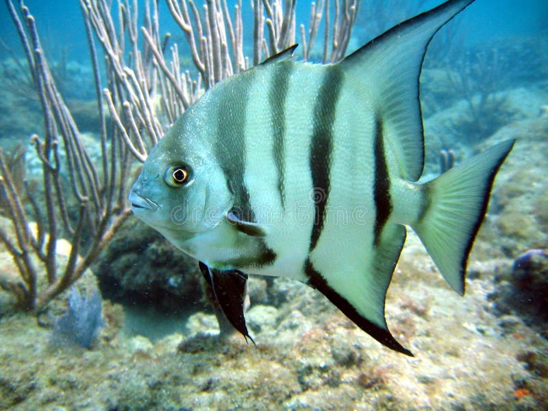 Atlantic Spadefish stock photo. Image of abstract, scuba - 5808056