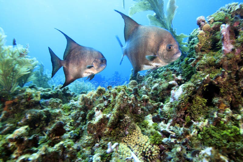 Atlantic Spadefish stock photo. Image of abstract, scuba - 5808056