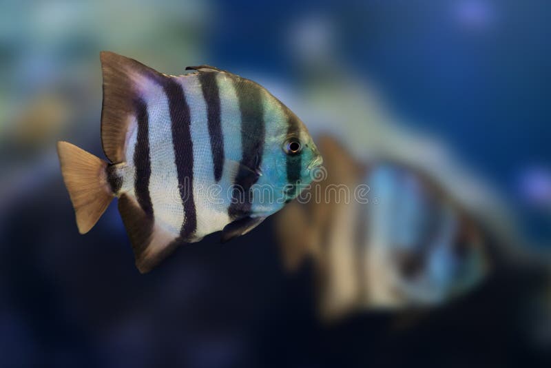 Atlantic Spadefish - Marine Fish Stock Photo - Image of threetailed ...