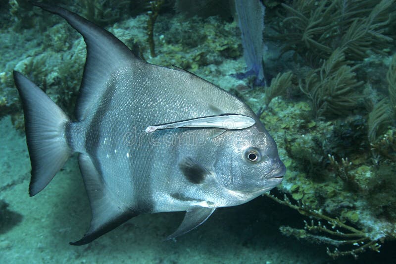 Atlantic Spadefish with Remora Attached Stock Image - Image of fish ...
