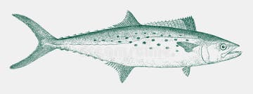 Spanish Mackerel Stock Illustrations – 127 Spanish Mackerel Stock ...