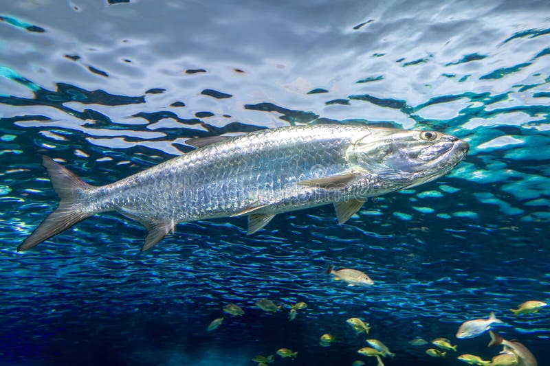 Atlantic tarpon stock image. Image of elopiformes, animals - 310140639