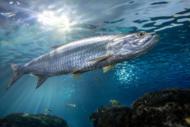 Atlantic tarpon stock image. Image of megalopidae, reef - 310140659