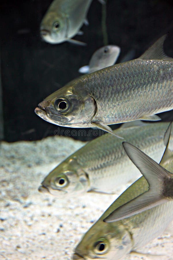 Atlantic Tarpon Fish in Aquarium. Stock Photo - Image of foods ...