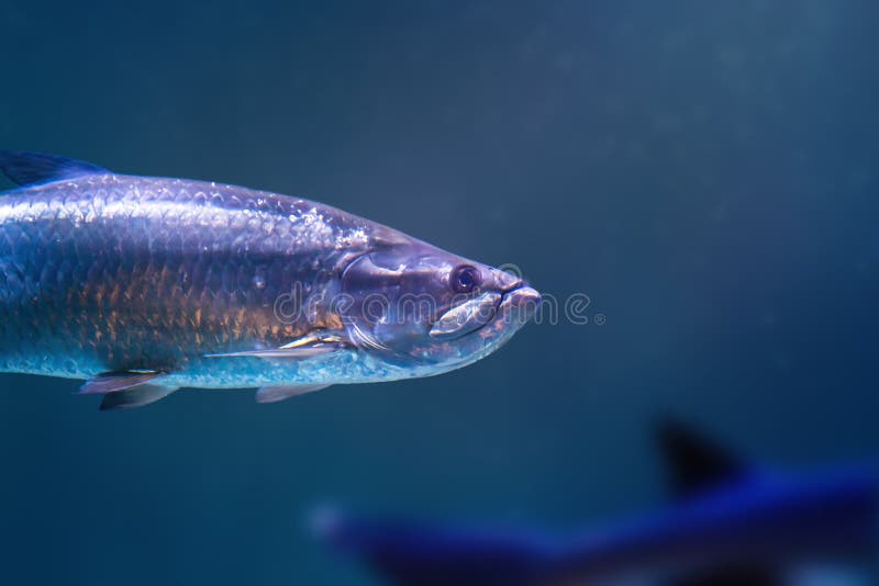 Atlantic Tarpon fish stock photo. Image of tarpon, ocean - 309612770