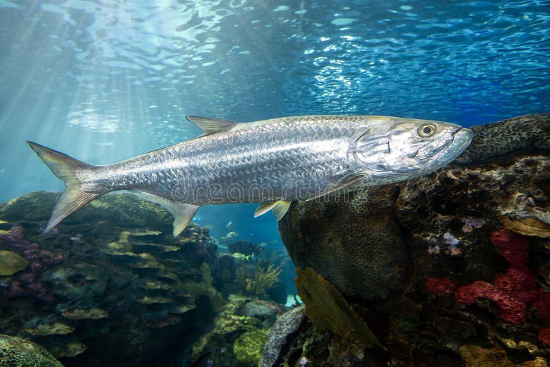 Atlantic tarpon stock photo. Image of ocean, megalops - 310140604