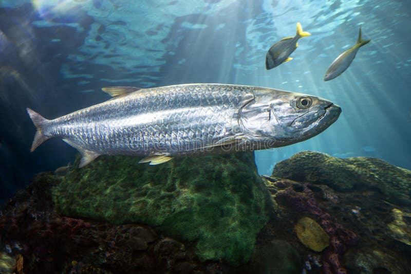 Atlantic tarpon stock image. Image of animals, swim - 310140647