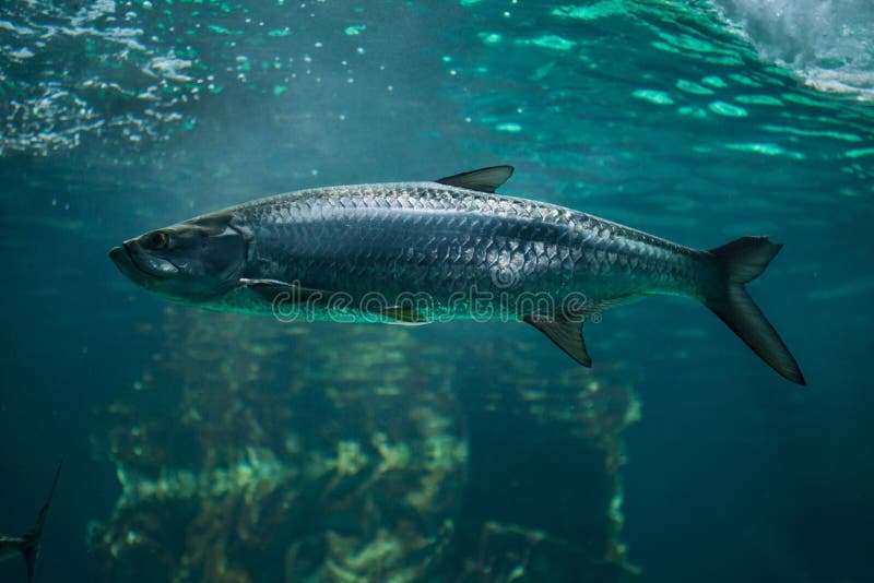 Atlantic Tarpon Fish in Aquarium. Stock Photo - Image of foods ...