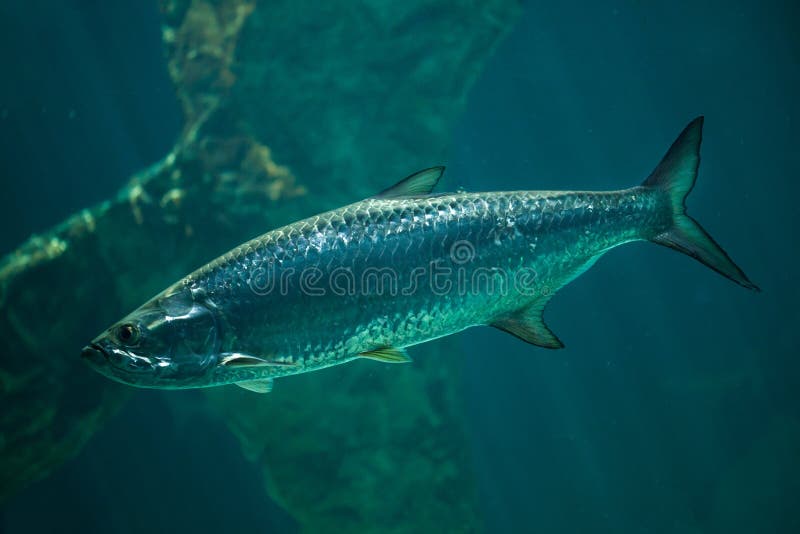 Atlantic Tarpon Megalops Atlanticus. Stock Photo - Image of megalops ...
