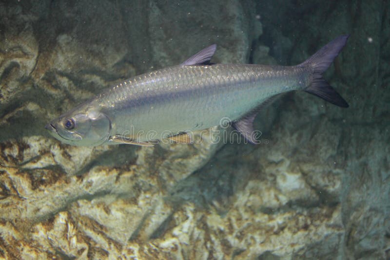 Atlantic Tarpon stock photo. Image of atlantic, swim - 25952354
