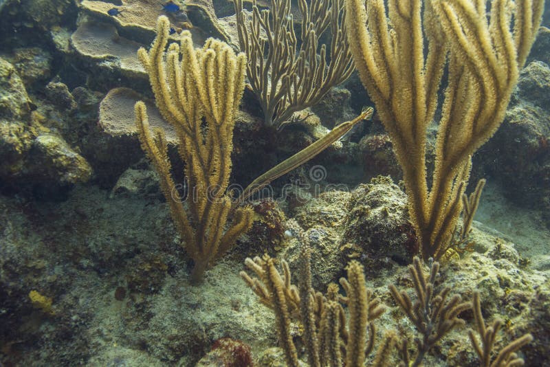 Atlantic trumpetfish stock image. Image of aulostomus - 42132403