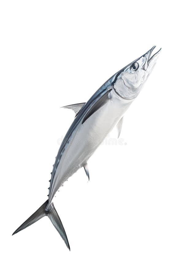 Atlantic Wahoo Jumping Pose Stock Photo - Image of high, thrill: 305067712
