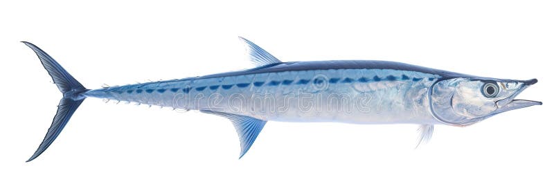 Atlantic Wahoo Jumping Pose Stock Photo - Image of fish, thrill: 305067724