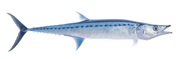Atlantic Wahoo Jumping Pose Stock Photo - Image of fish, thrill: 305067724