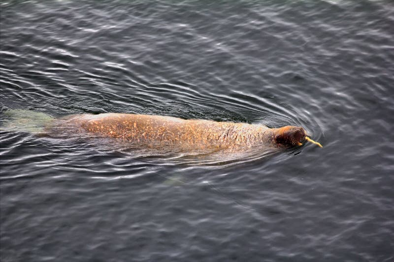 Atlantic Walrus in the Barents Sea Stock Image - Image of teeth, fins ...