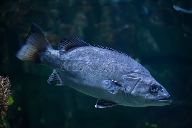 Atlantic Wreckfish Polyprion Americanus. Stock Image - Image of perch ...
