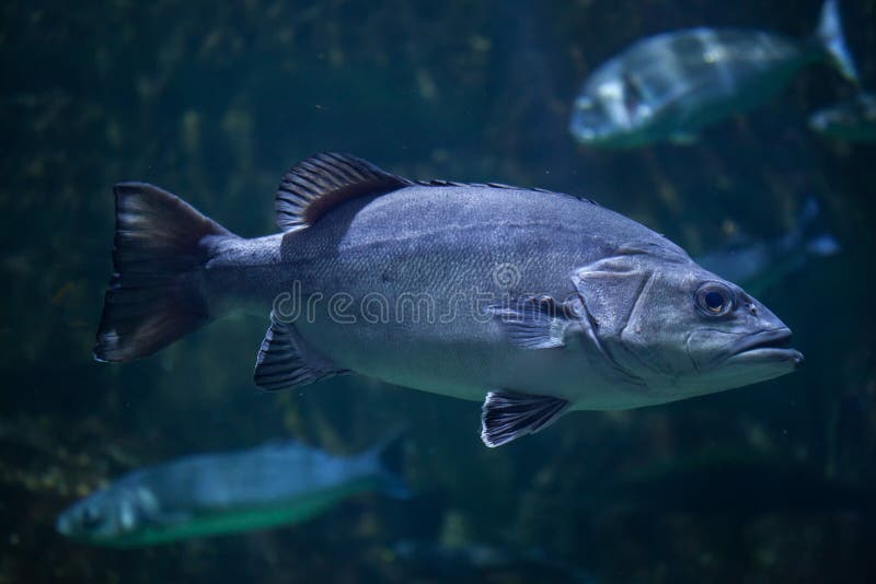 Atlantic Wreckfish Polyprion Americanus. Stock Image - Image of perch ...