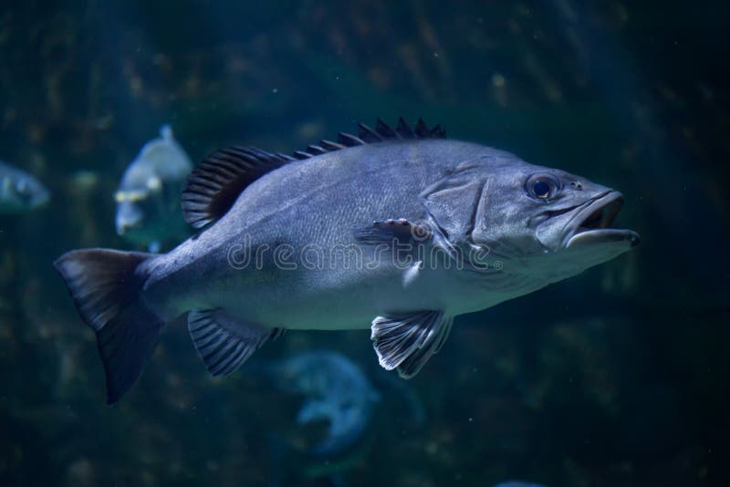 Atlantic Wreckfish Polyprion Americanus. Stock Image - Image of perch ...