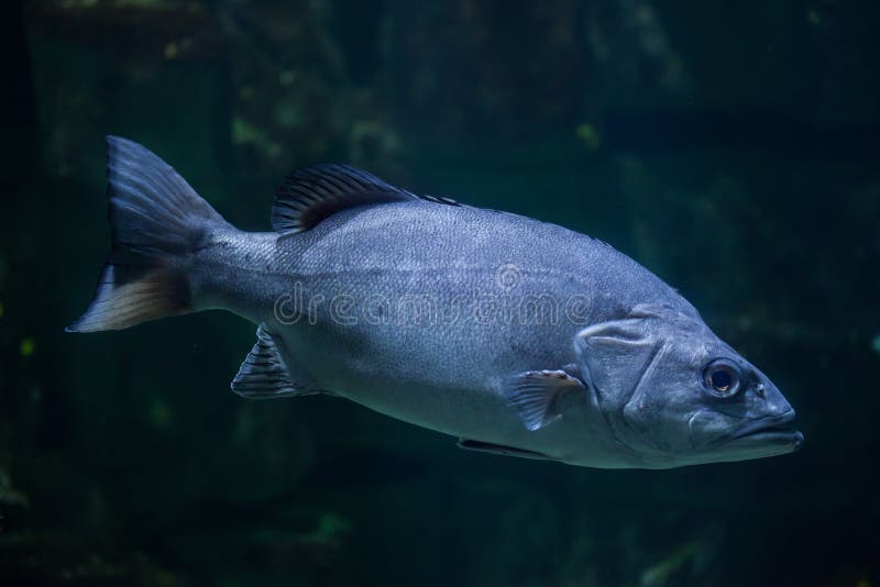 Atlantic Wreckfish Polyprion Americanus. Stock Image - Image of perch ...