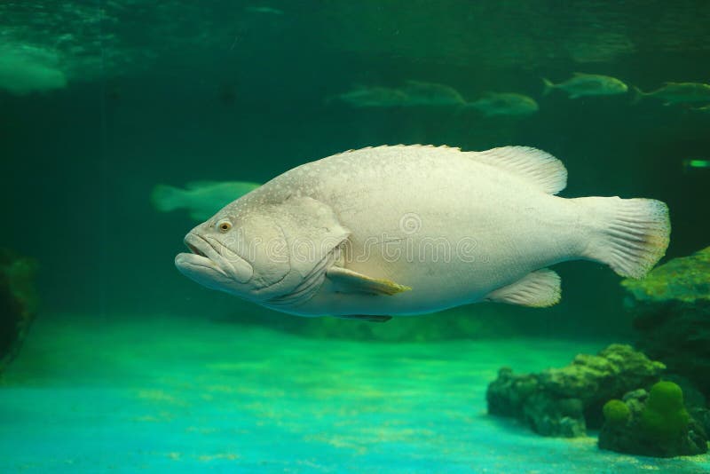 Atlantic Goliath Grouper of Itajara Epinephelus Itajara, Ook Bekend Als ...