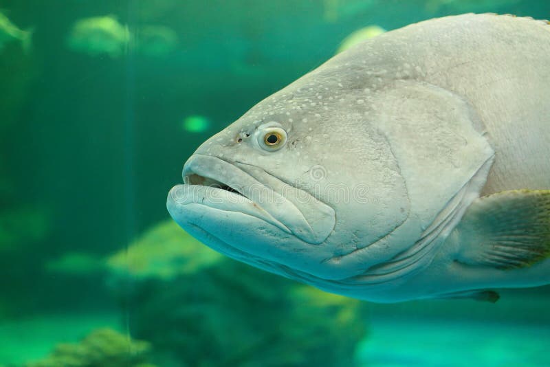 Atlantic Goliath Grouper of Itajara Epinephelus Itajara, Ook Bekend Als ...