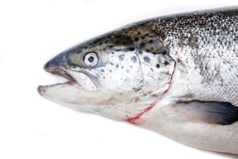 Atlantische Lachse stockbild. Bild von atlantisch, skalen - 108310261