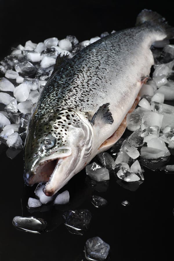 Atlantische Lachse stockbild. Bild von marinesoldat, nachricht - 7237765