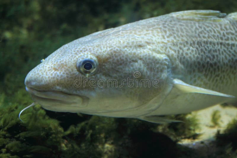 Atlantischer Kabeljau stockfoto. Bild von meer, fische - 25318866