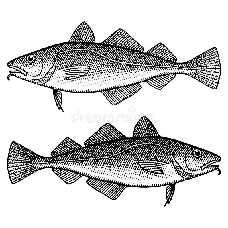 Torsk Stock Illustrationer, Vektorer, & Clipart – (5,993 Stock ...