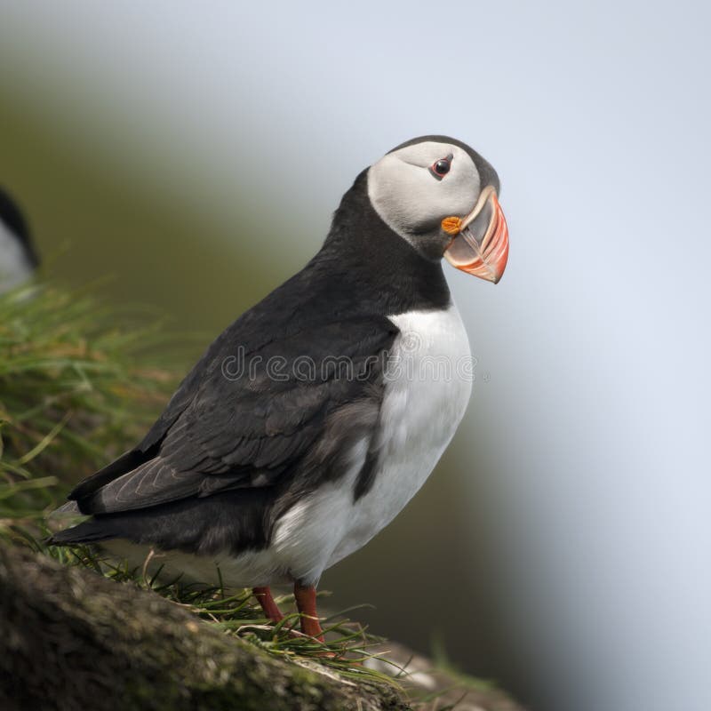 Atlantycki Pospolity Maskonur Obraz Stock - Obraz złożonej z widok ...